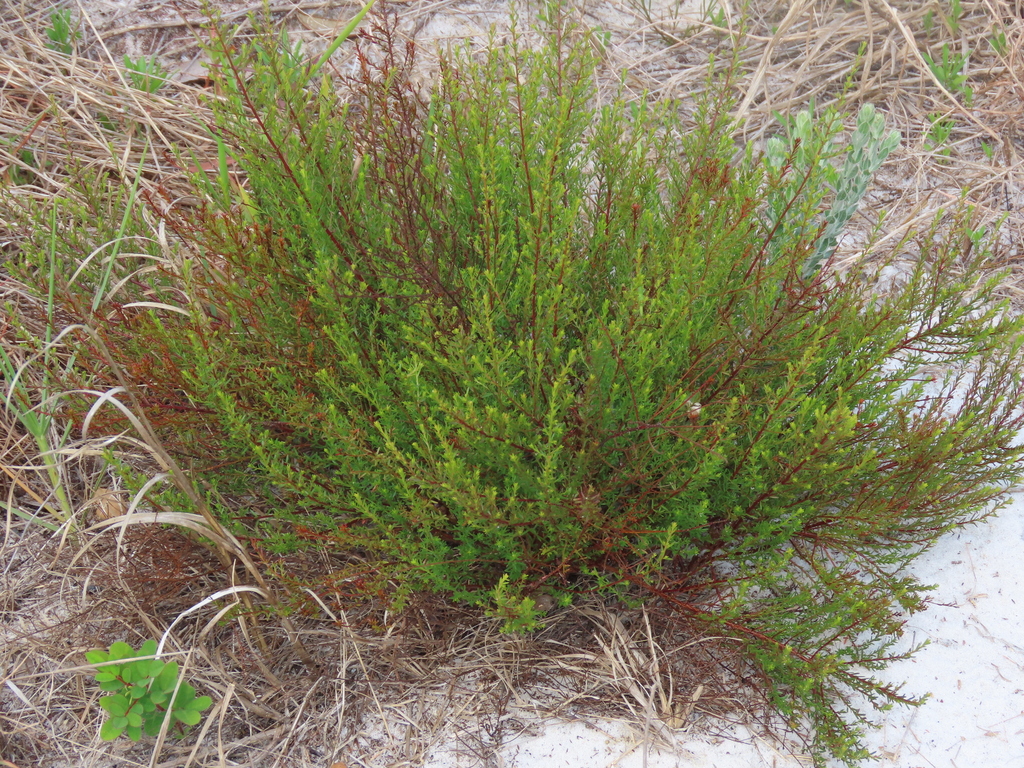 Deckert's pinweed from Lake Wales Ridge WEA - Lake Placid Scrub Tract ...