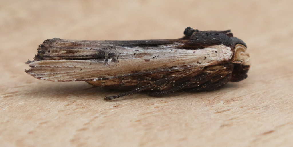 American Swordgrass Moth from Spokane County, WA, USA on April 24, 2021 ...
