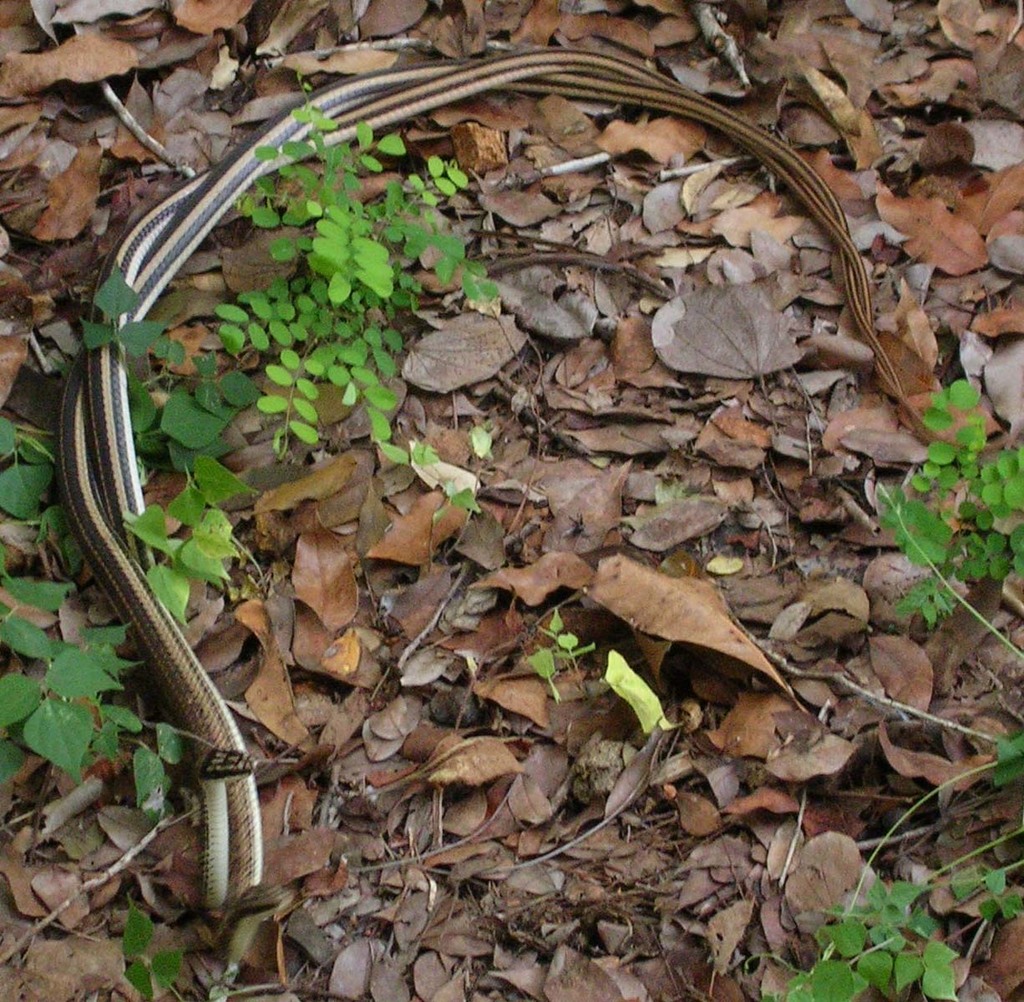 Mexican Patchnose Snake (Salvadora mexicana) - Snakes and Lizards