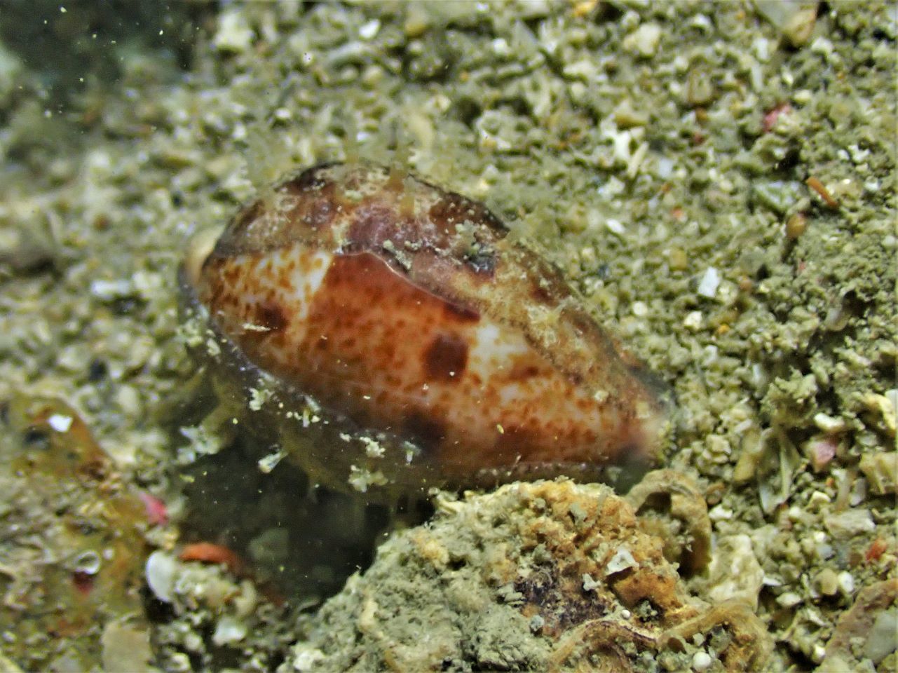 Contradusta walkeri (J.E.Gray, 1832)