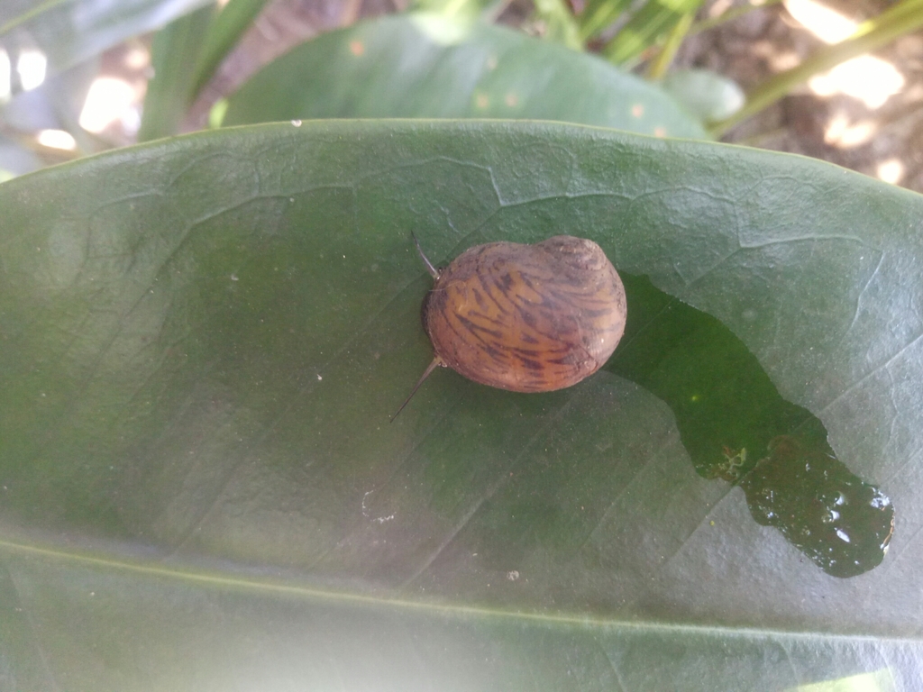 Neritodryas dubia from Ilog, PH-ND, PH on April 25, 2021 at 10:54 AM by ...
