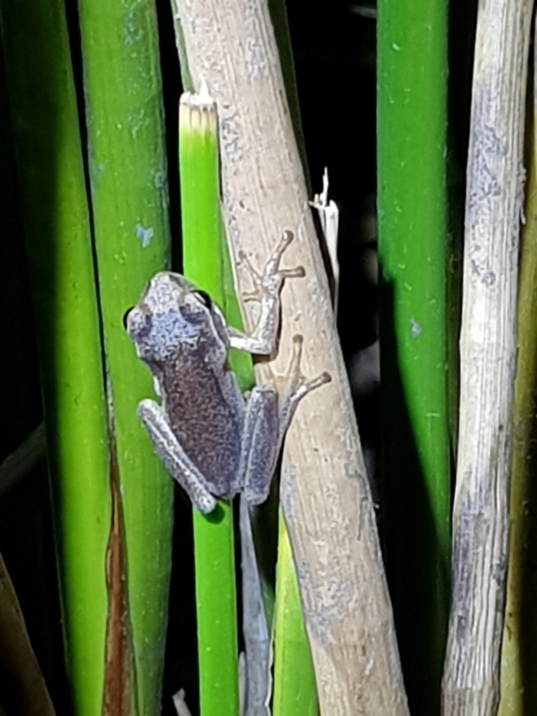 Southern Brown Tree Frog from Moyston VIC 3377, Australia on April 20 ...