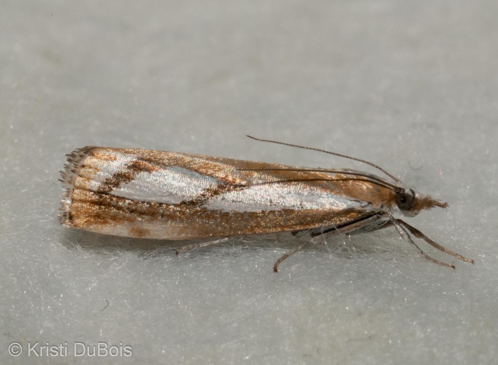Two-banded Catoptria Moth from Missoula County, US-MT, US on August 6 ...