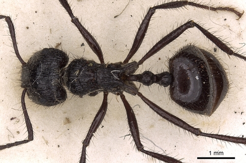 Faure's Droptail Ant (Myrmicaria faurei) · iNaturalist