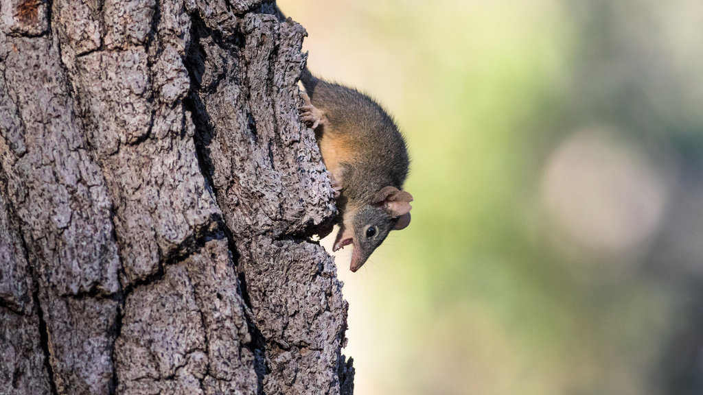 (Antechinus flavipes flavipes) - Know Your Mammals