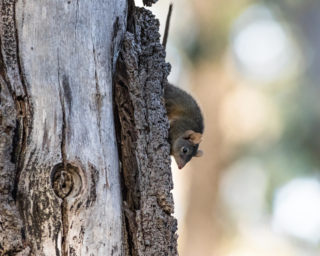 (Antechinus flavipes flavipes) - Know Your Mammals