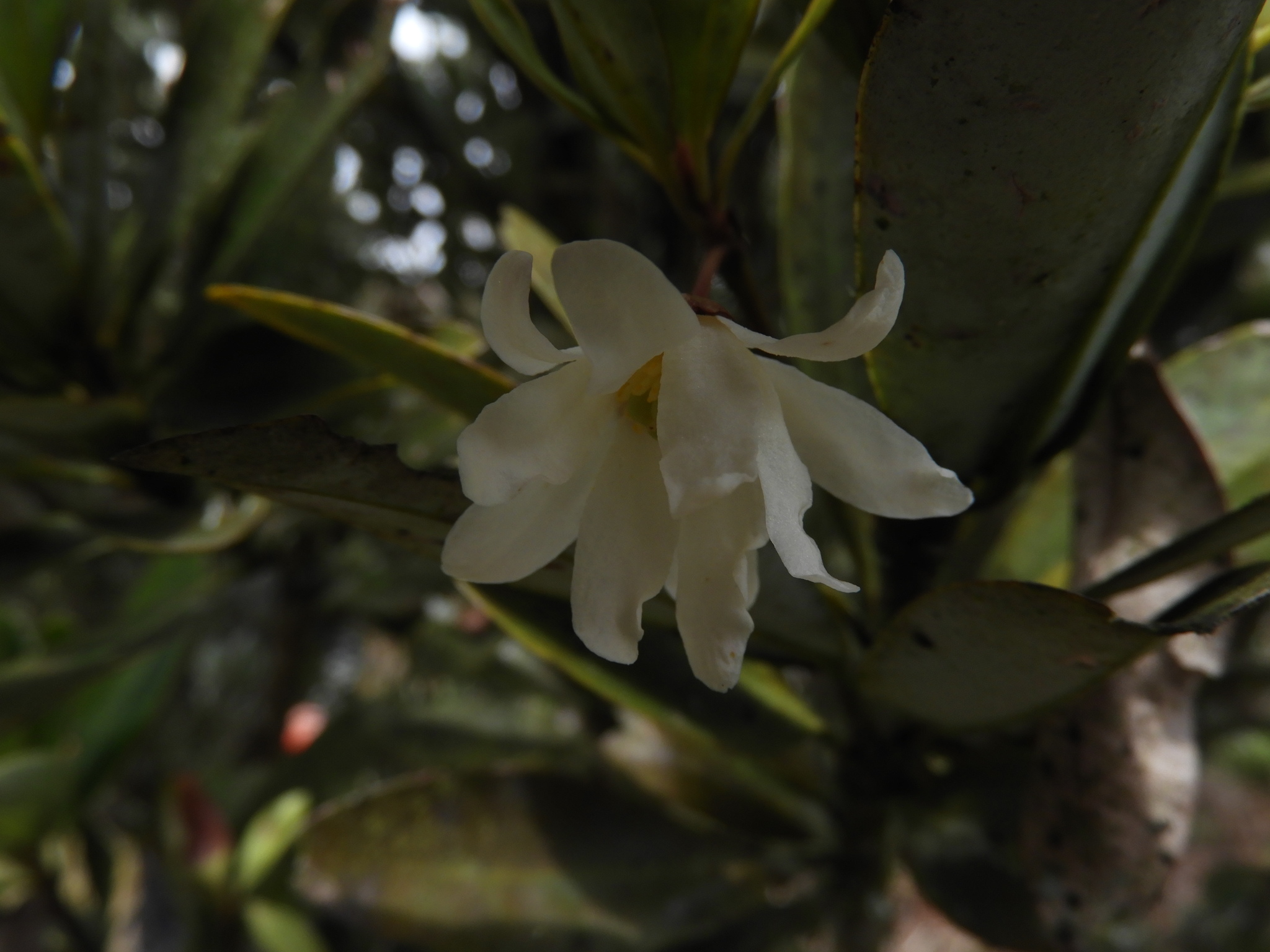 Drimys granadensis L.fil.