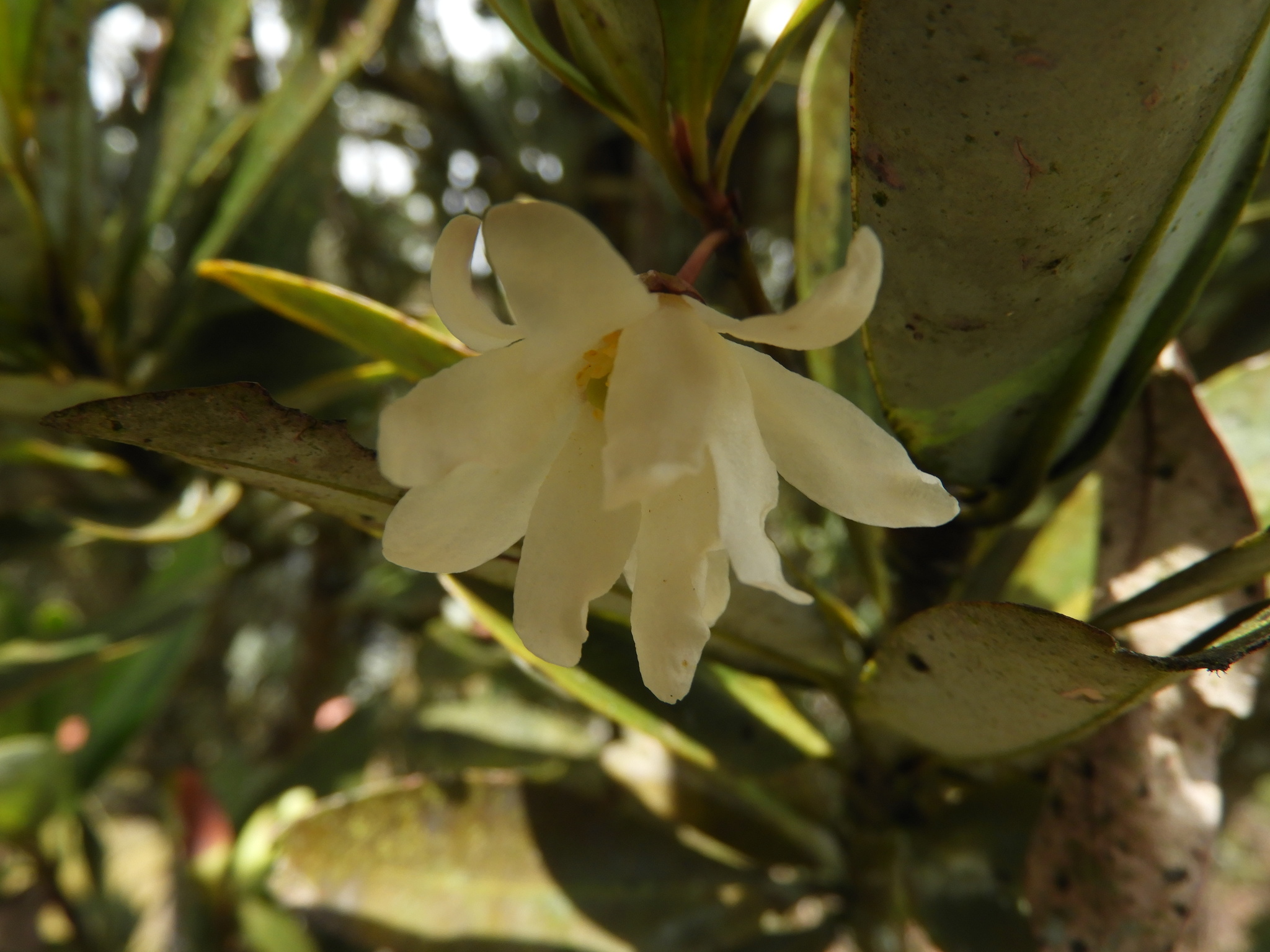 Drimys granadensis L.fil.