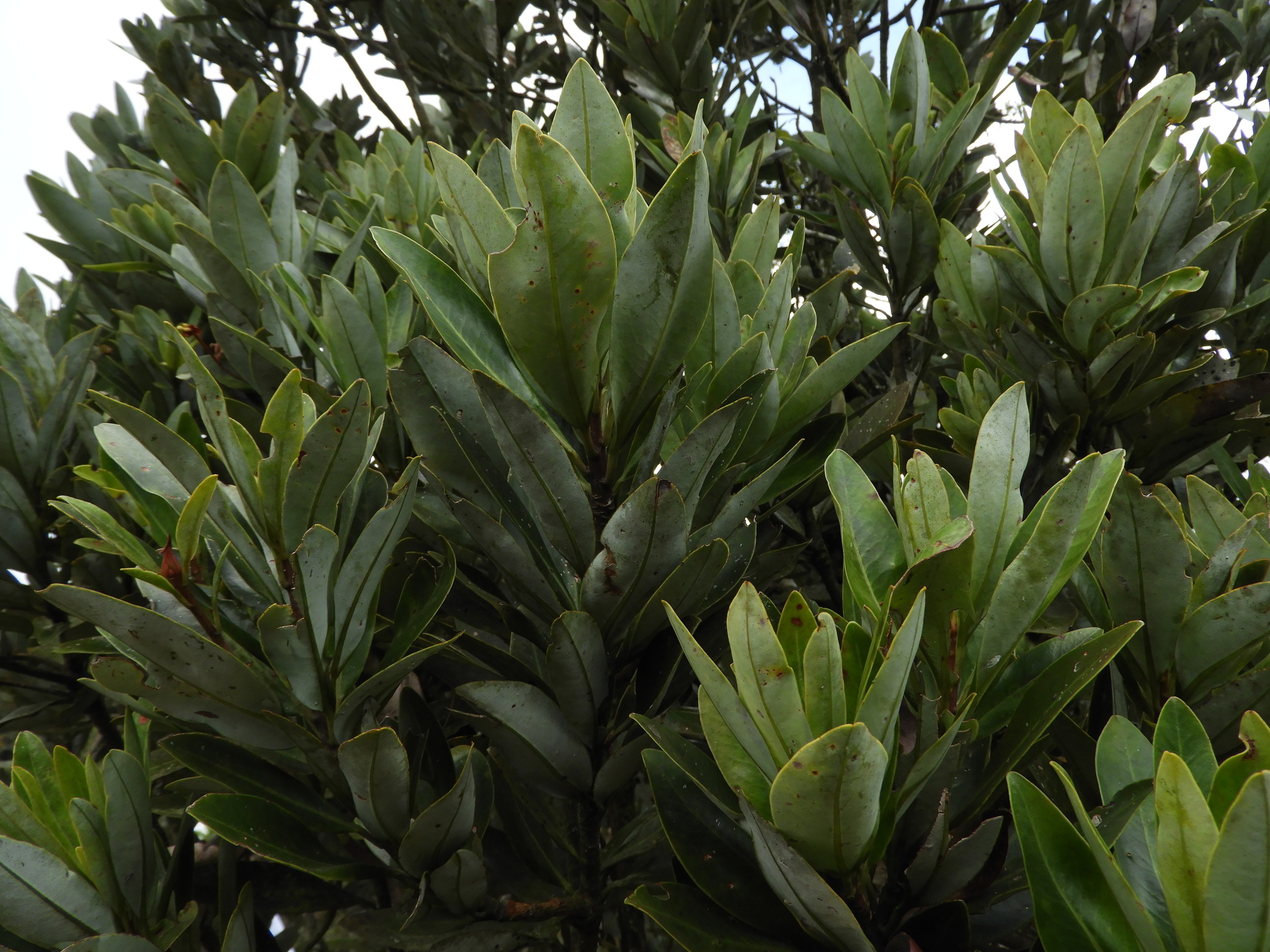 Drimys granadensis L.fil.