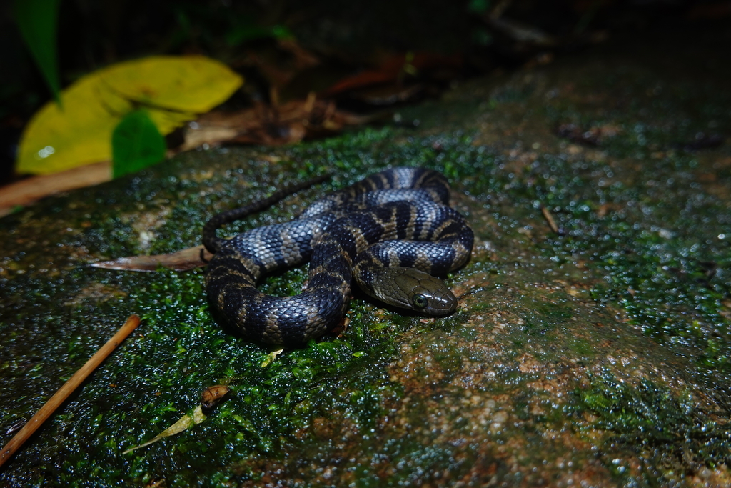 Eastern Water Snake in April 2021 by jamesmifan · iNaturalist