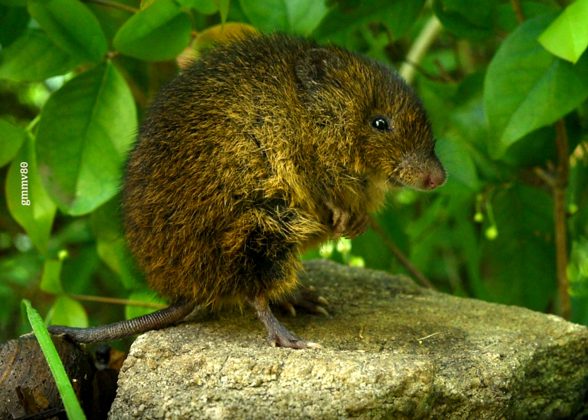 South American Mice and Rats (Sigmodontinae) - Know Your Mammals