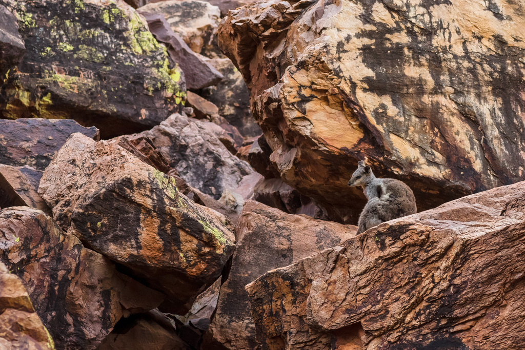 Black-flanked Rock Wallaby from West MacDonnell National Park, Burt ...