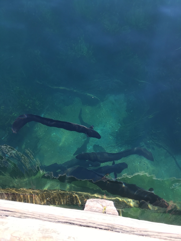 New Zealand Longfin Eel in July 2016 by grisper1 · iNaturalist