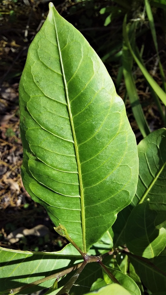 Veined Mock-olive from Newnes NSW 2790, Australia on April 23, 2021 at ...