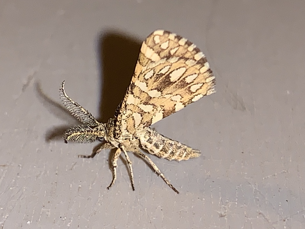 Green Broomweed Looper Moth from Padre Island National Seashore, TX, US ...
