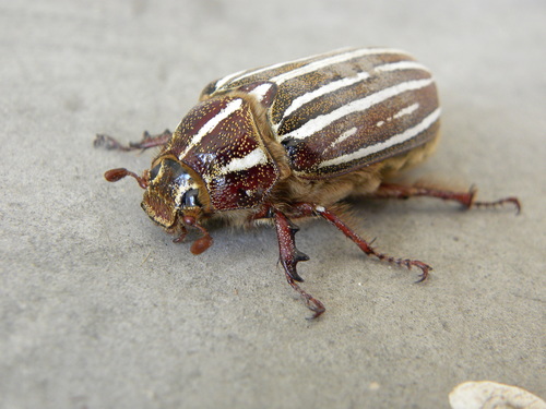 (Polyphylla diffracta)