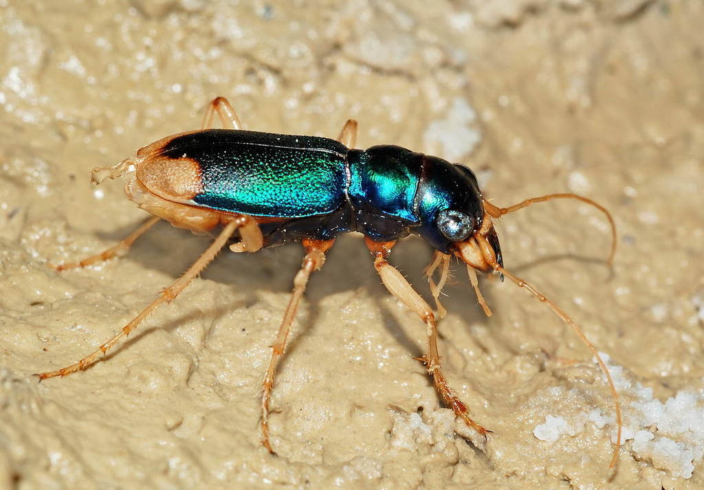 Grammognatha euphratica from Каракиянский район, Казахстан on May 19 ...