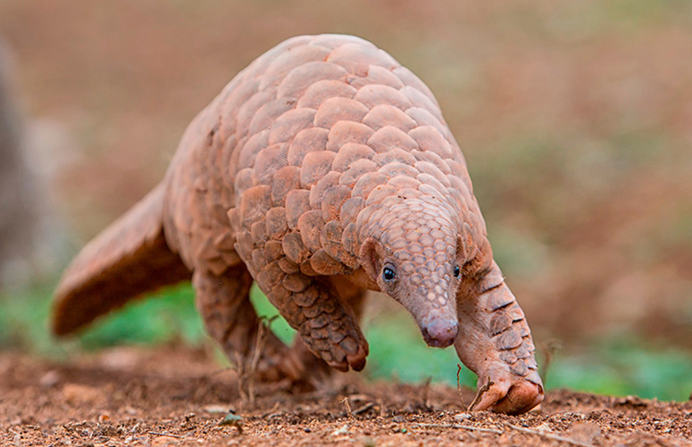 Indian Pangolin (Manis crassicaudata) - Know Your Mammals