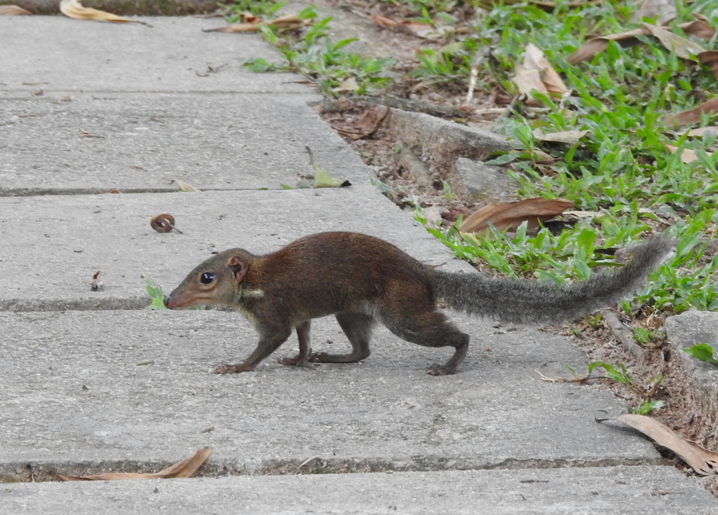 Treeshrews (Tupaiidae) - Know Your Mammals