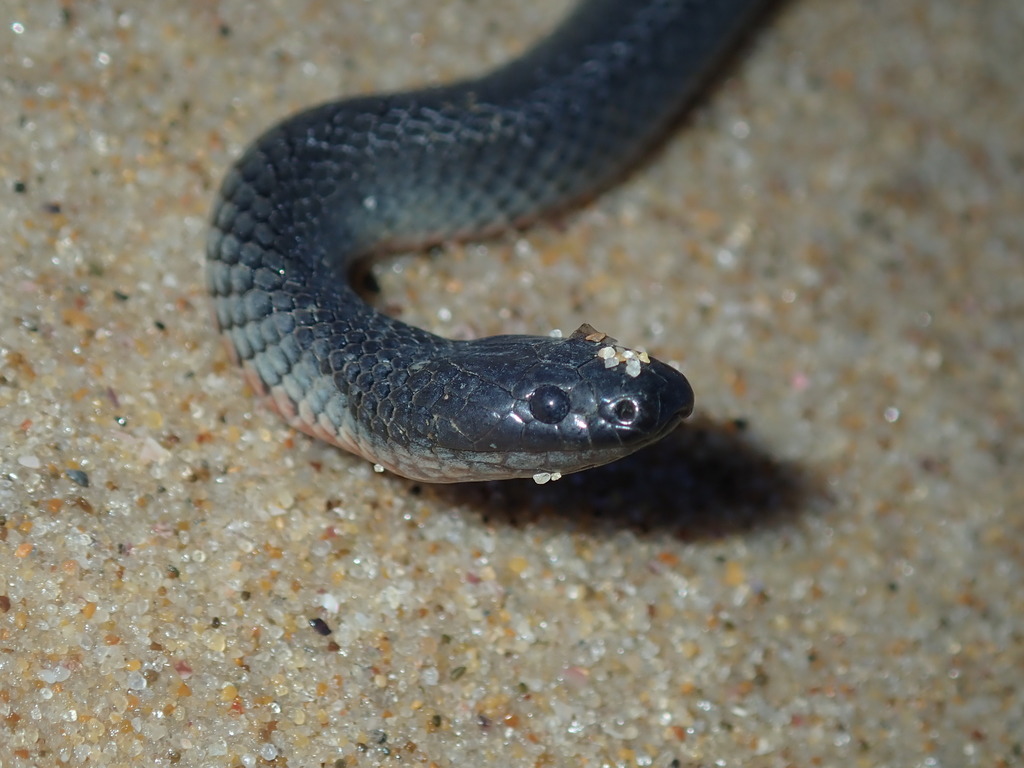 10 Facts About The Small-Eyed Snake (Aus) – Snake Radar