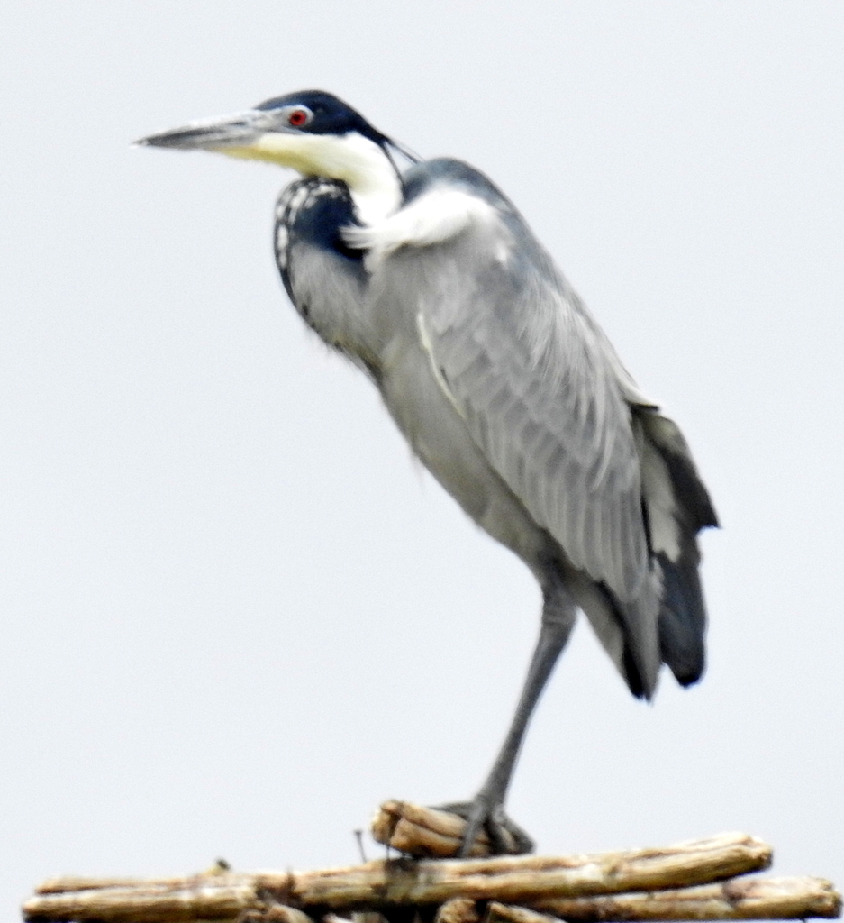 Black-headed Heron from Bos En Dal, George, 6529, South Africa on ...