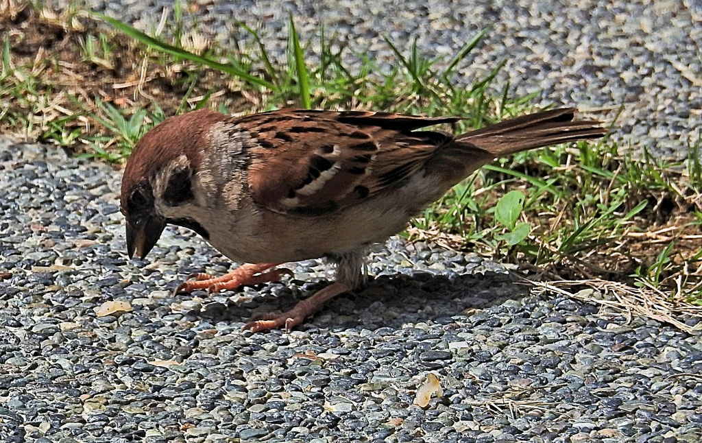 Eurasian Tree Sparrow from Malacca, Malaysia on December 19, 2015 at 04 ...