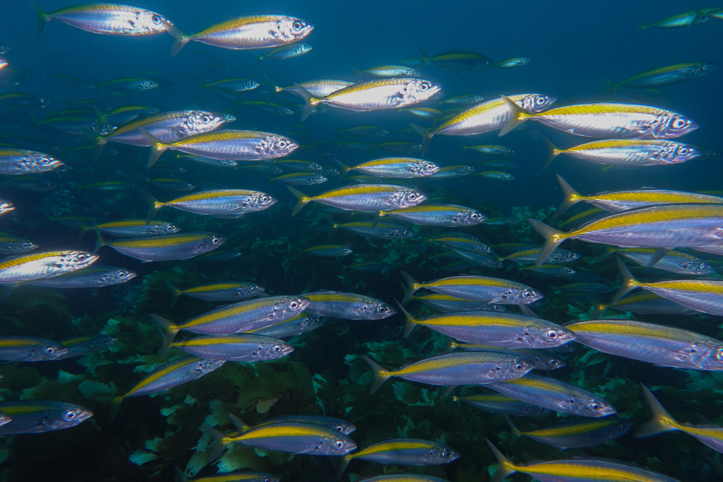 (Decapterus) - Marine Life Identification