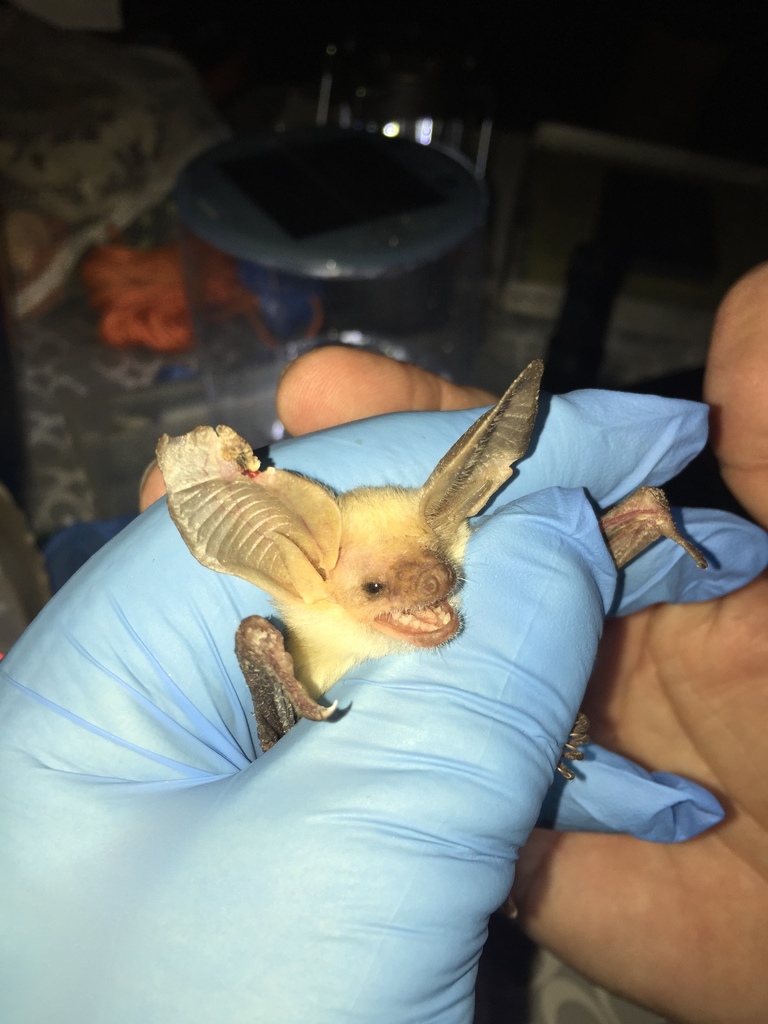 Pallid Bat (Antrozous pallidus) - Know Your Mammals