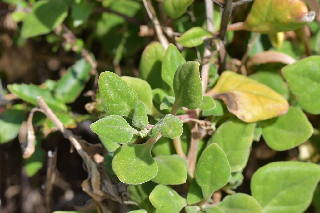 Beach Spinach from Paekākāriki Hill, New Zealand on April 25, 2021 at ...
