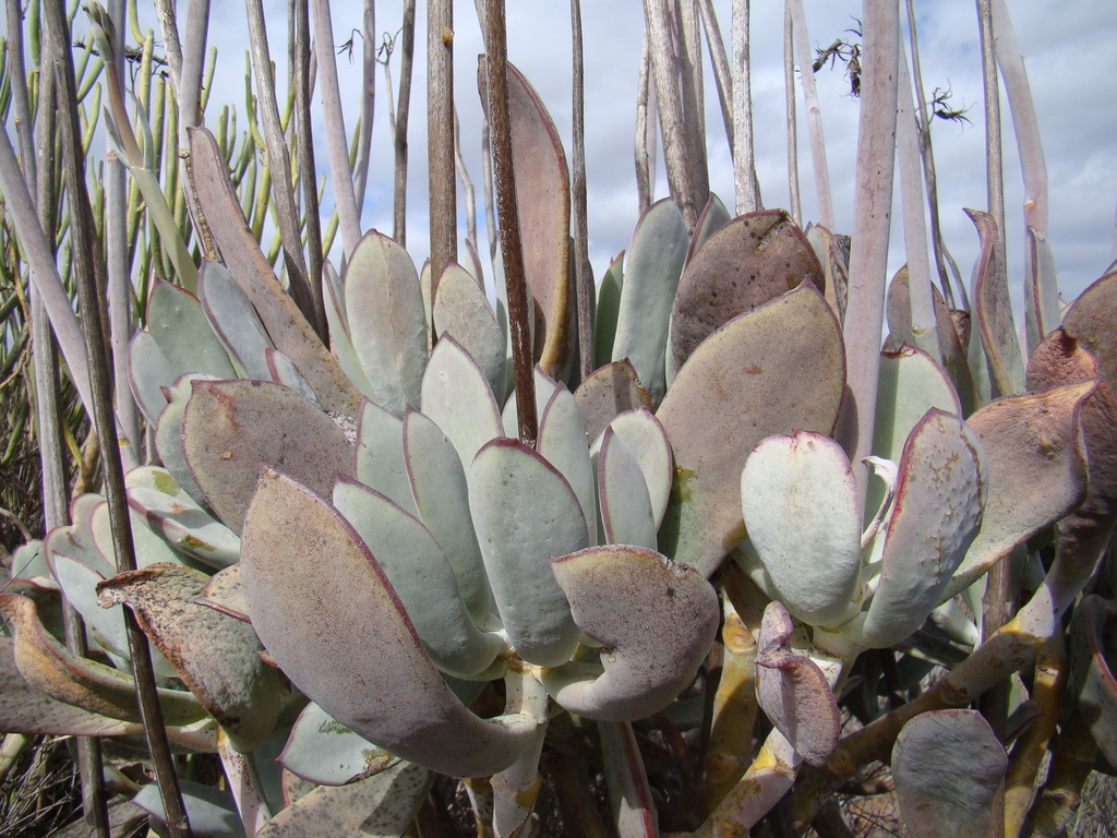 pig's ear (Karreestomp) · iNaturalist