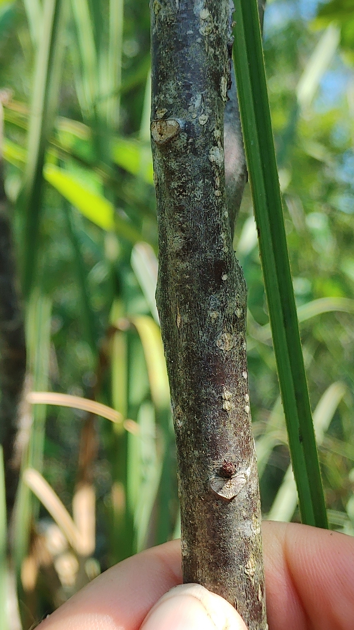 Leitneria floridana Chapm.