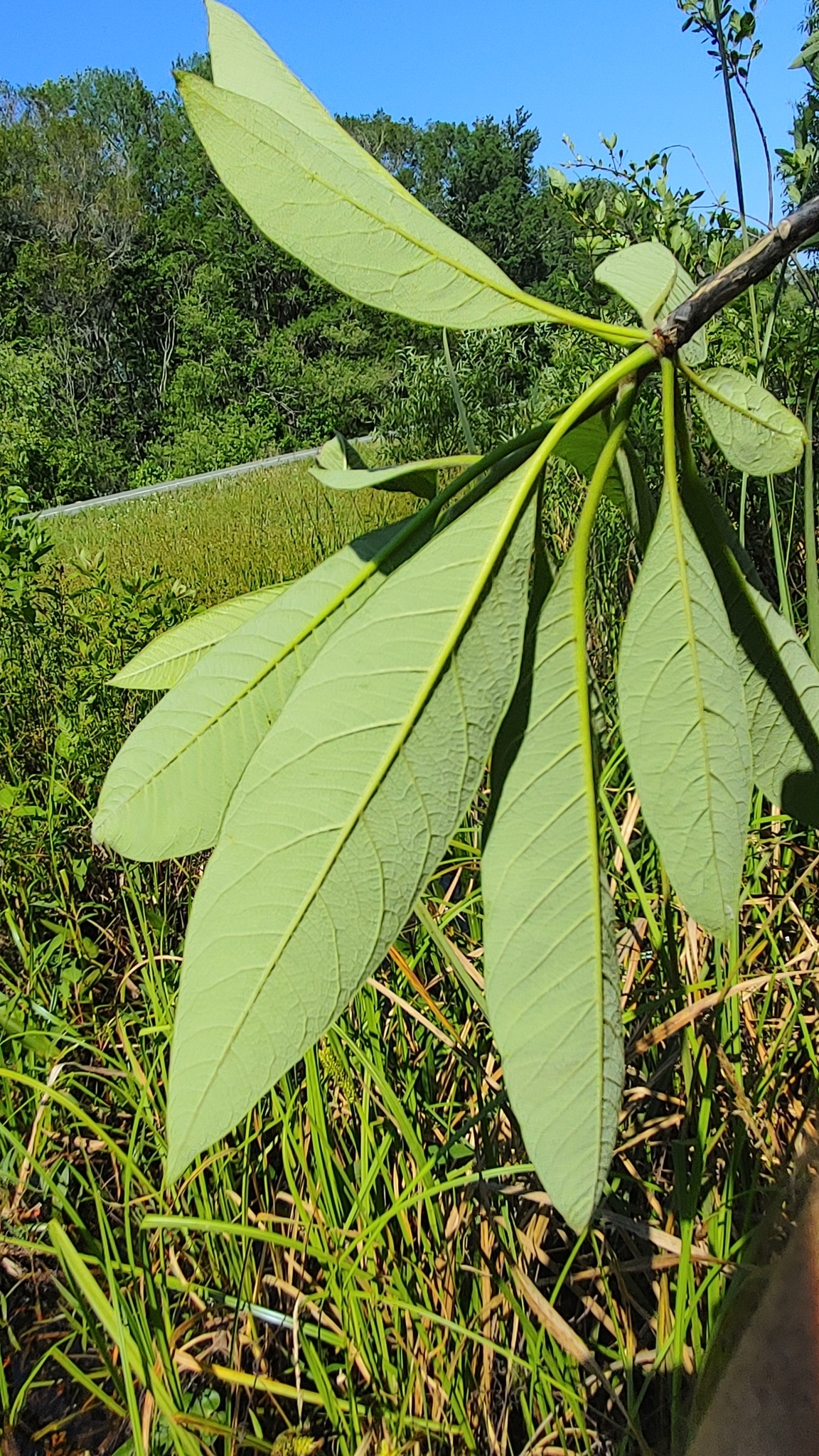 Leitneria floridana Chapm.