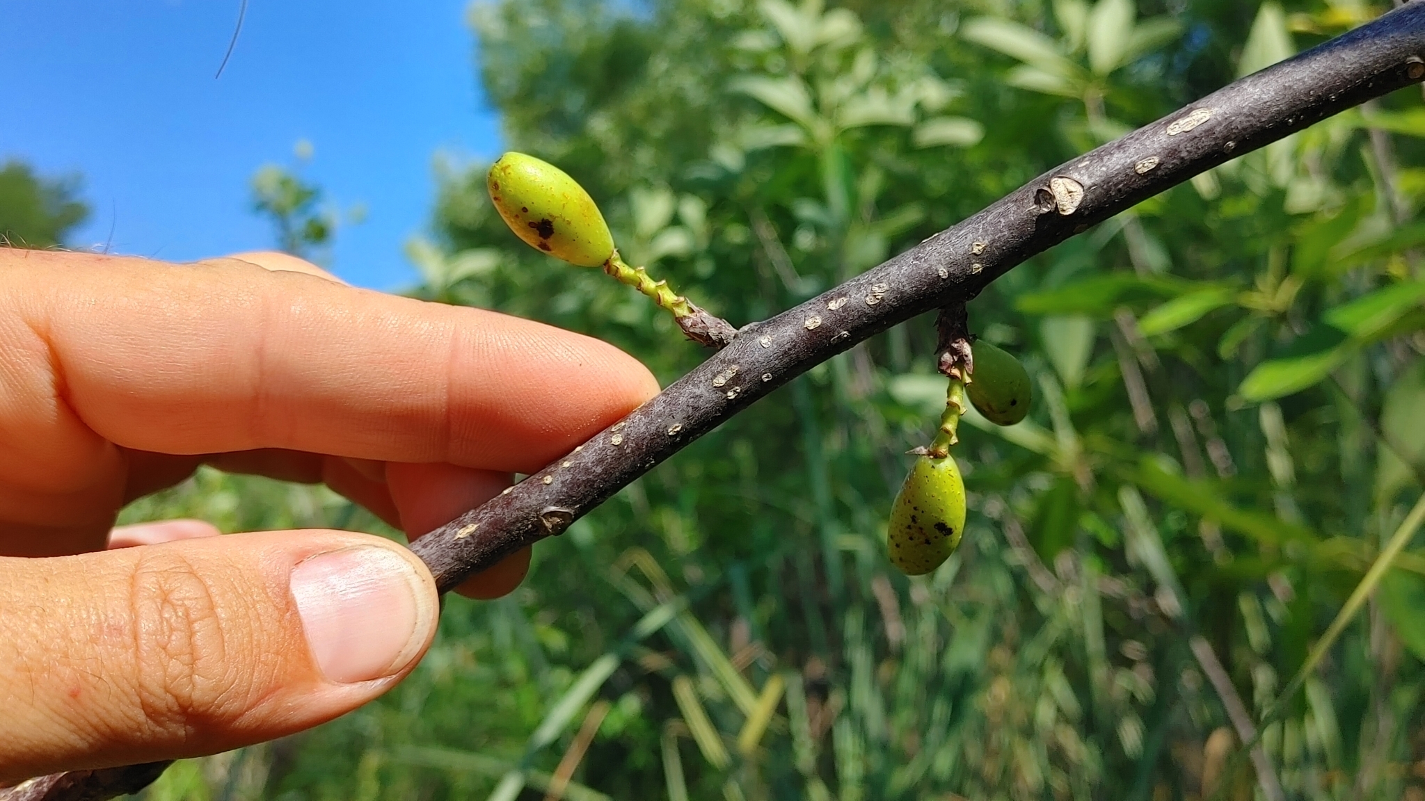 Leitneria floridana Chapm.