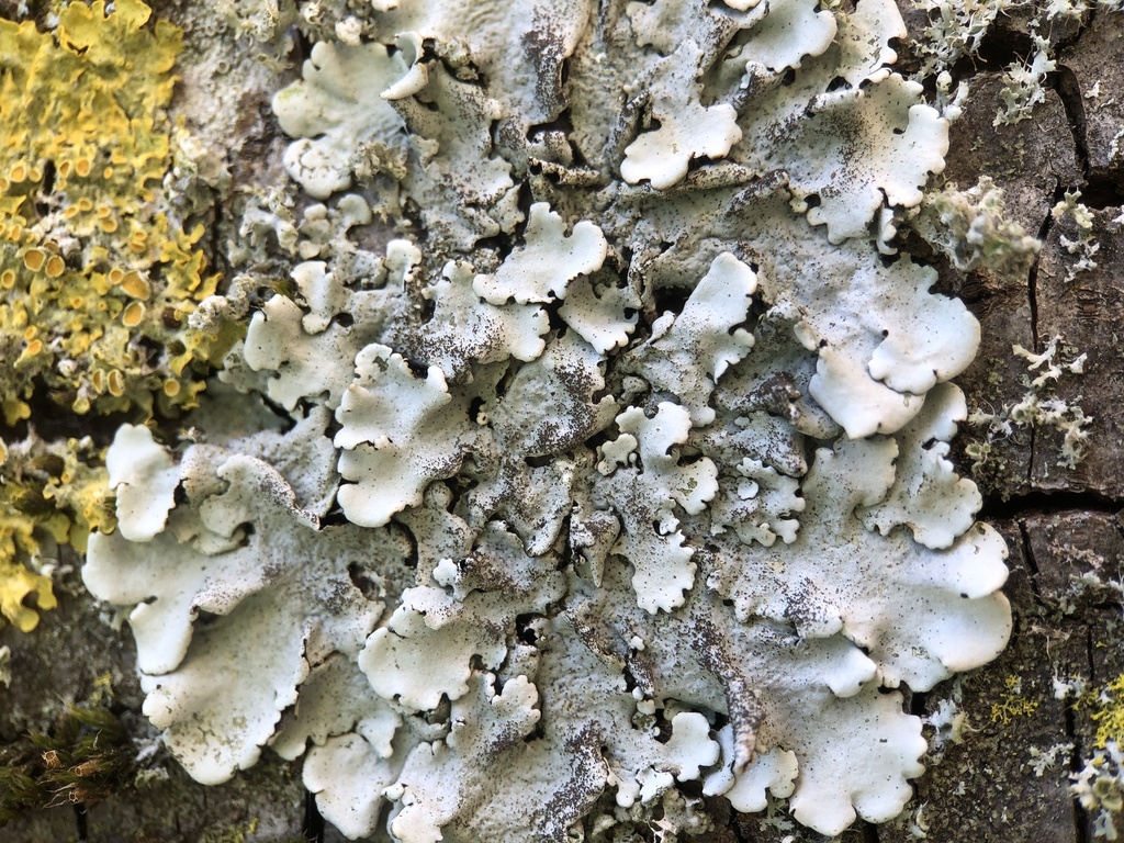 Parmelina pastillifera (Espèces du programme Lichens GO) · iNaturalist