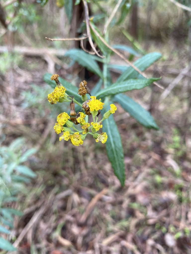 Scented Groundsel (Senecio odoratus) - Botanical Realm