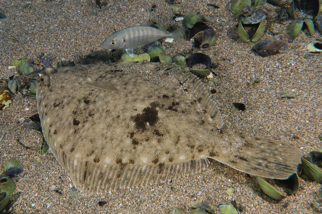 Sand flounder (Intertidal and Coastal Species of the East Coast Bays ...