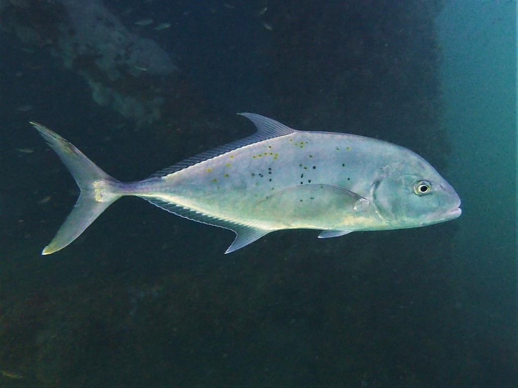 Yellow spotted trevally from Navy Pier, Indian Ocean Dr, Western ...
