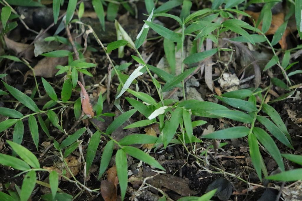 Winged and Once-winged Insects from Thendele Forest Trail, Royal Natal ...