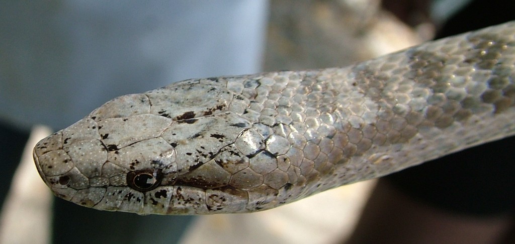Antiguan Racer (Alsophis antiguae) - Snakes and Lizards