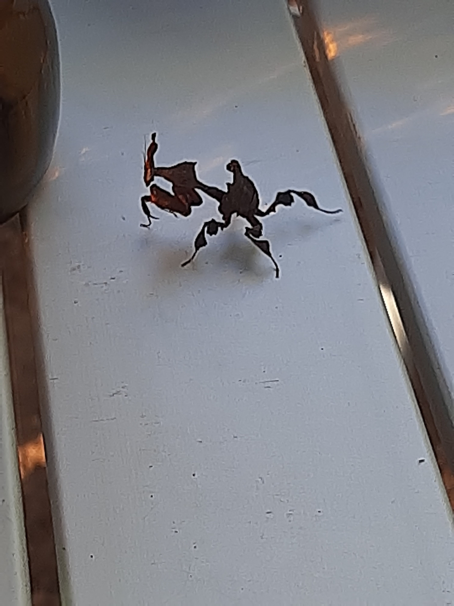 Phyllocrania Burmeister, 1838