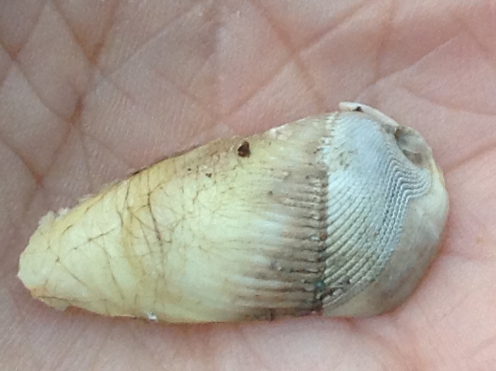 Striate Piddock (North carolina marine molluscs) · iNaturalist