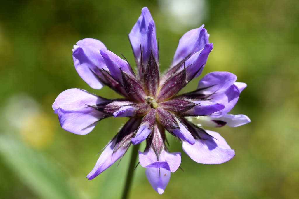 arabian pea (Flora Autóctona de la Alcarria de Alcalá) · iNaturalist