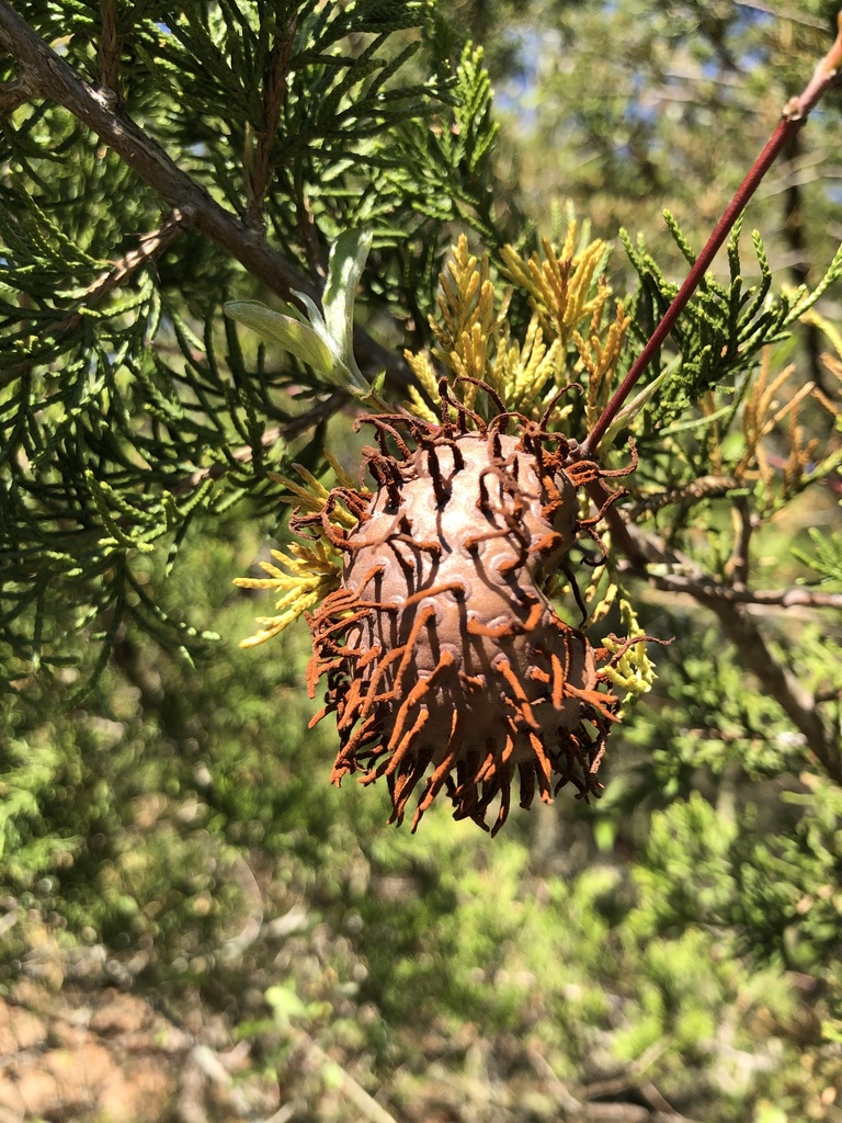 juniper-apple rust from DePauw University Nature Park, Greencastle, IN ...