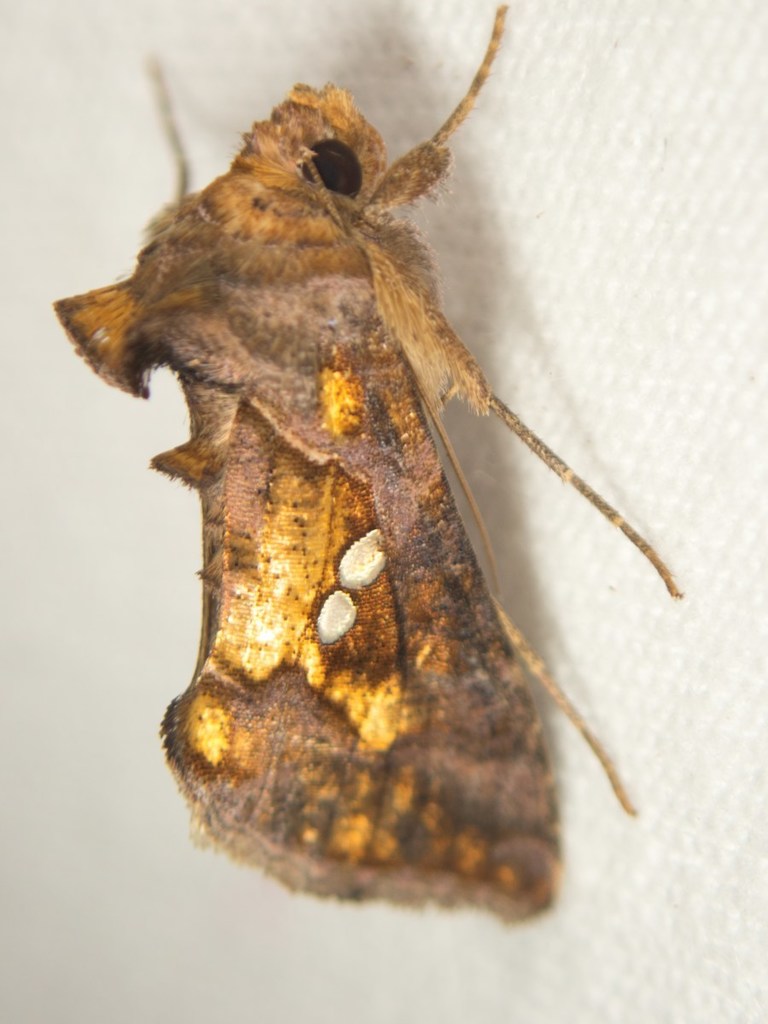 Tomato Looper (Lepidoptera (butterflies and moths) of the British ...