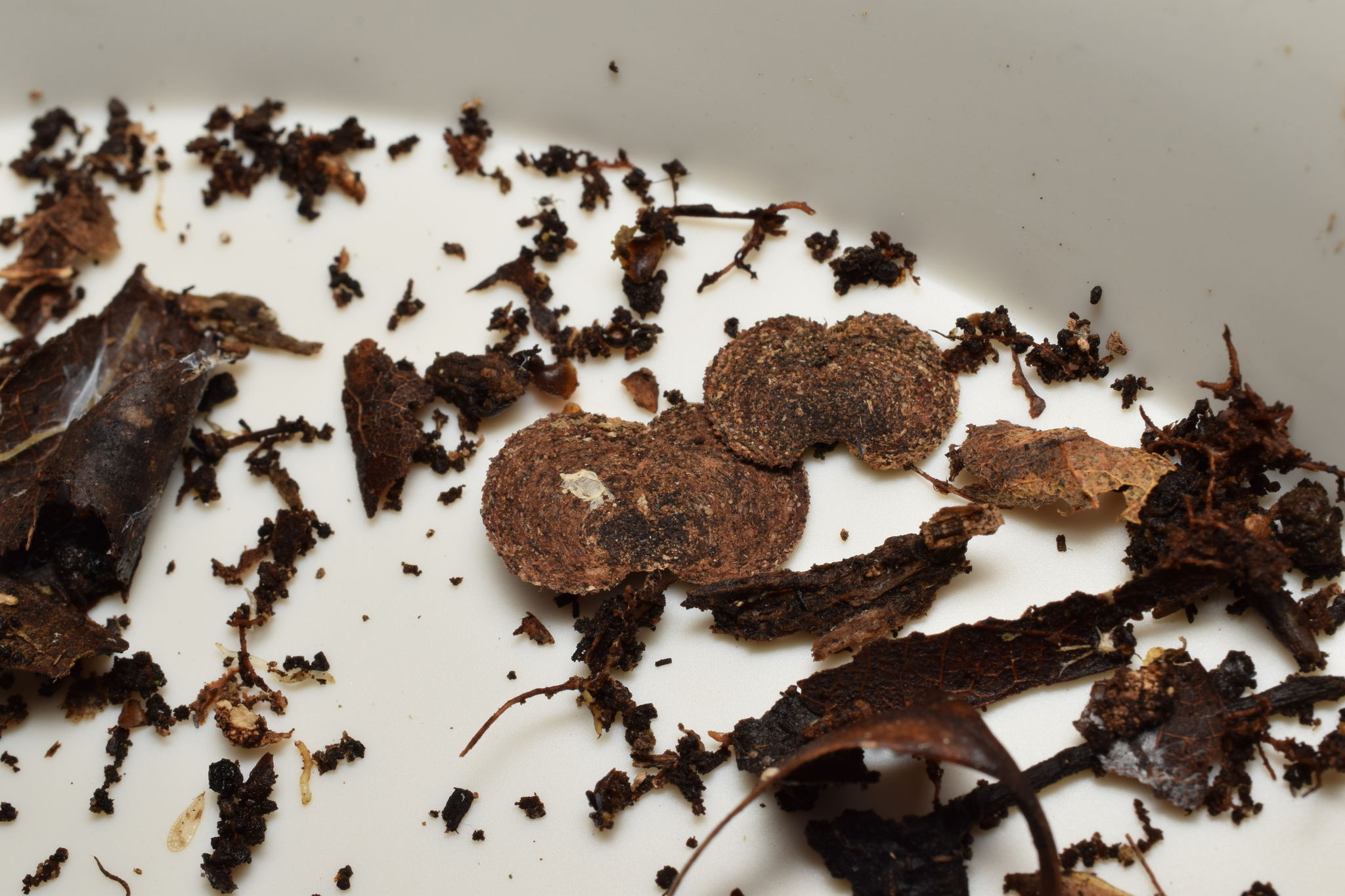 Ippa conspersa (Matsumura, 1931)