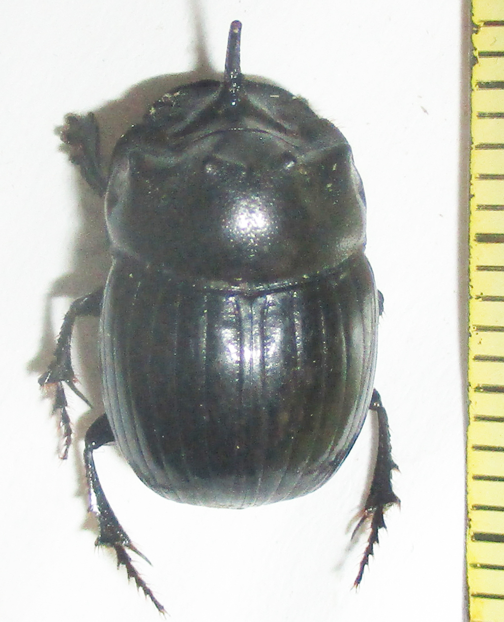 Copris elphenor Klug, 1855