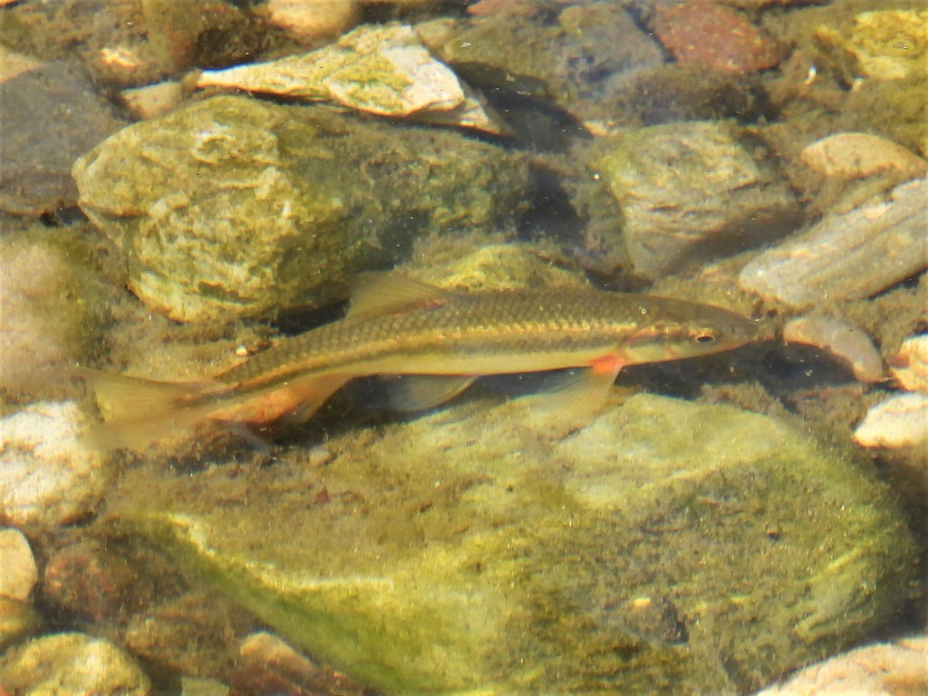 Italian riffle dace from Provincia di Como, Italia on April 25, 2021 at ...