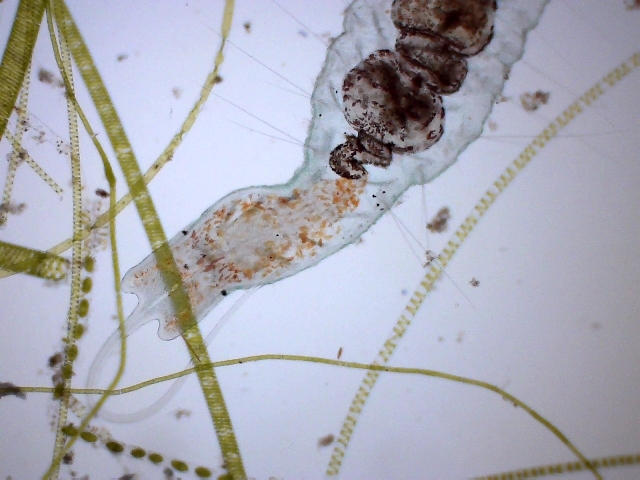 Stylaria lacustris (Linnaeus, 1758)