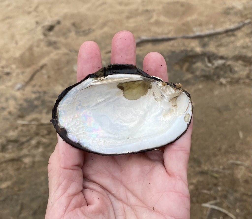 Fatmucket from Petrie Island, Ontario on April 25, 2021 at 10:39 AM by ...