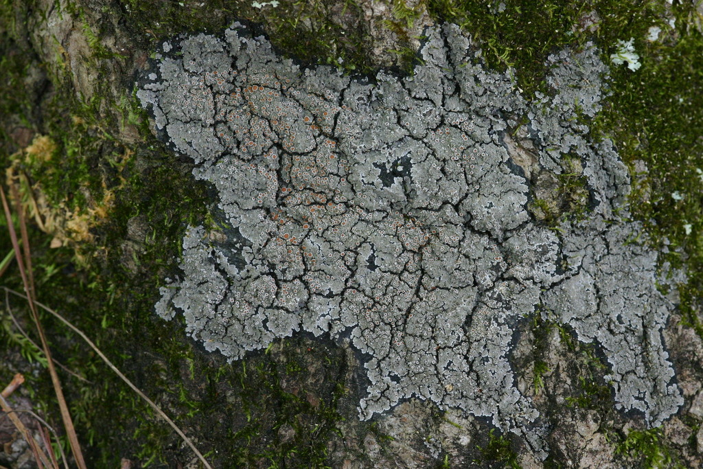 White-rimmed shingle lichen from Cleburne County, AL, USA on July 19 ...